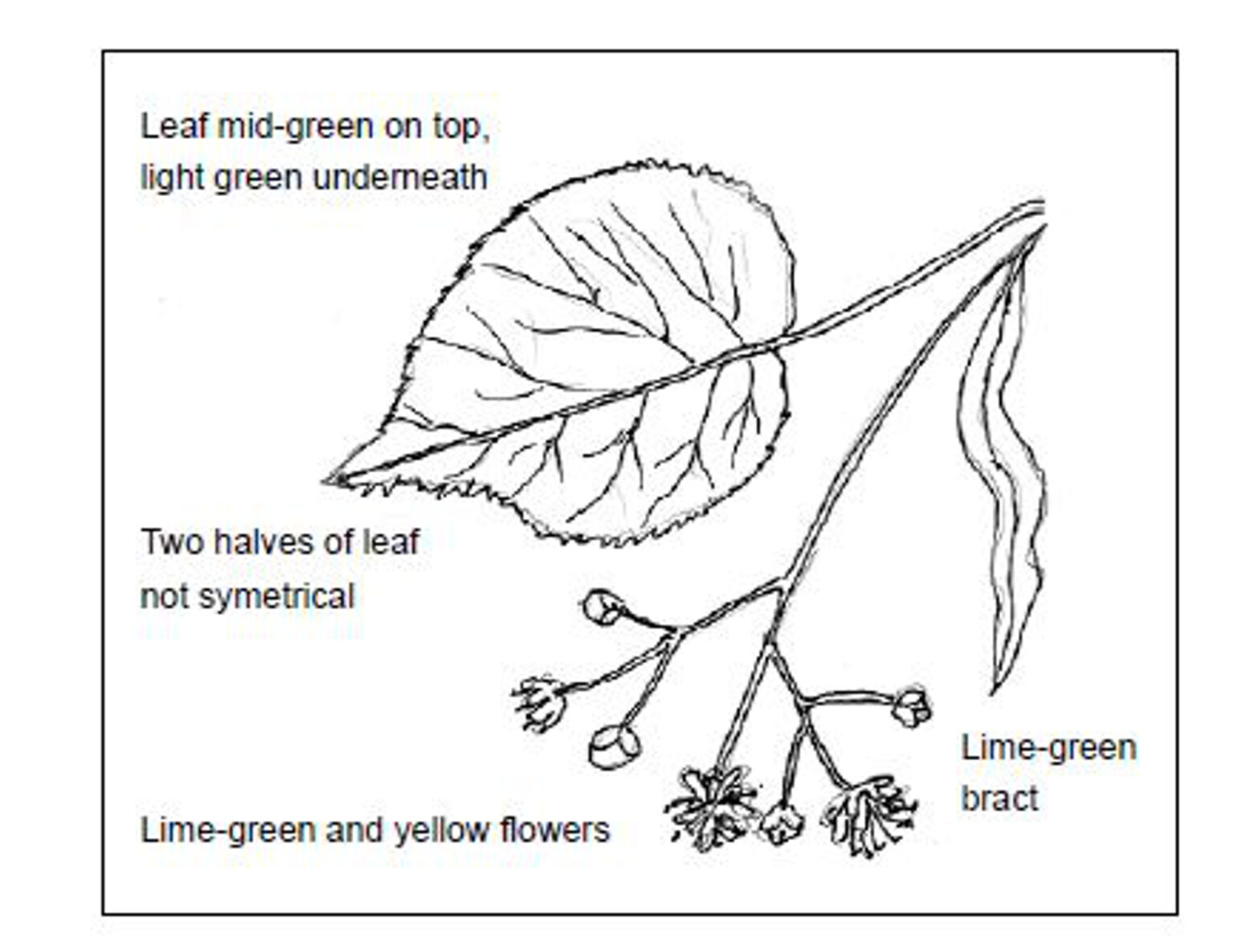 Lime Wood and Lime Trees; History and Science – Institute of Carpenters