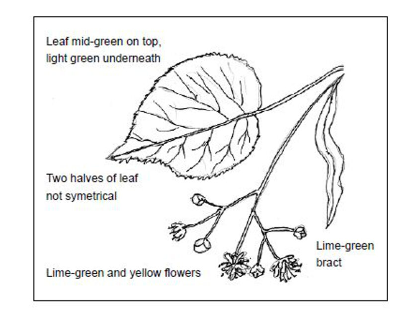 Lime Wood and Lime Trees; History and Science – Institute of Carpenters