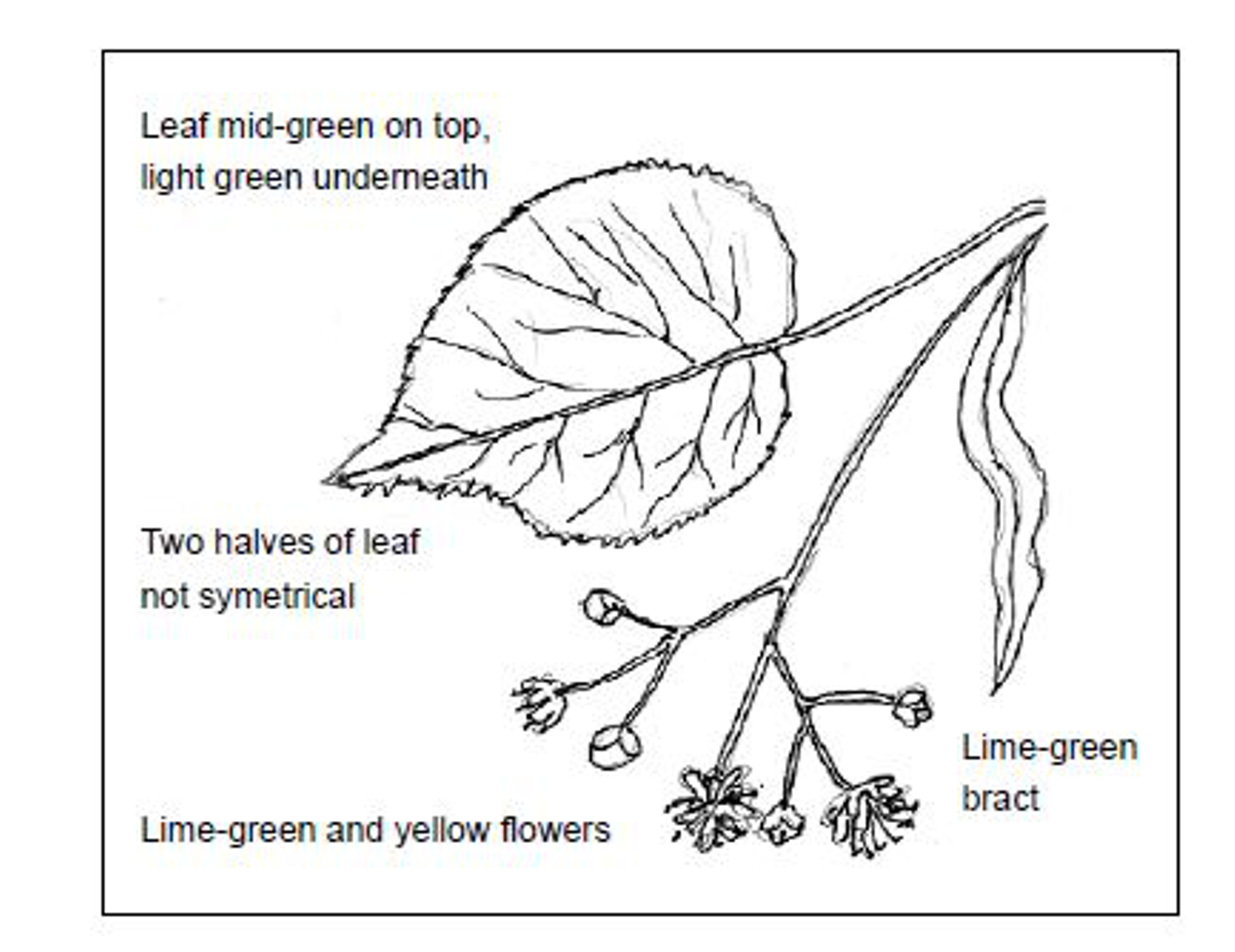 Lime Wood and Lime Trees; History and Science – Institute of Carpenters